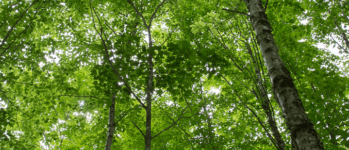 Healthy Forests | J.D. Irving, Limited - Woodlands Division: Technology ...